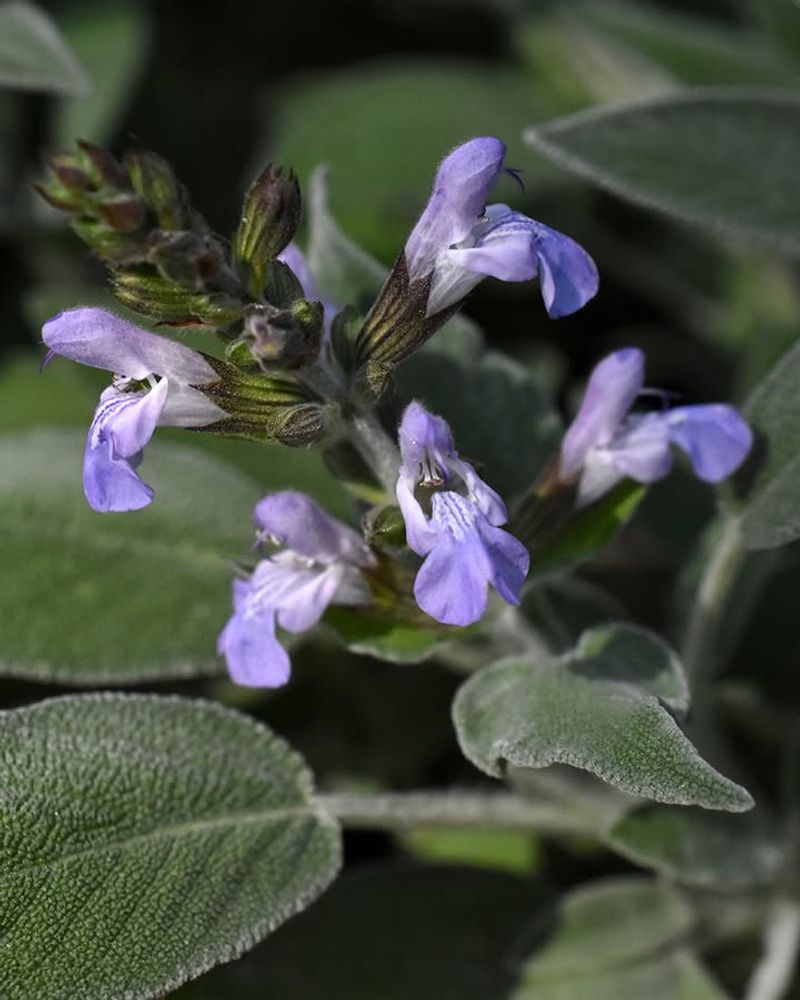 This Simple Plant Can Do More For Your Garden Than You Think ...