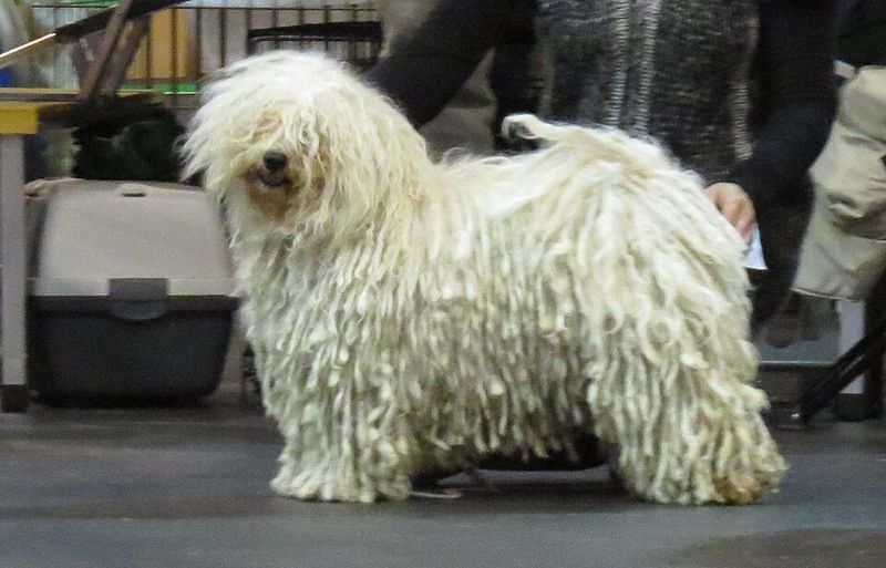 Before You Buy a “Fluffy” Dog - 10 Breeds That Mat Fast Without Serious ...