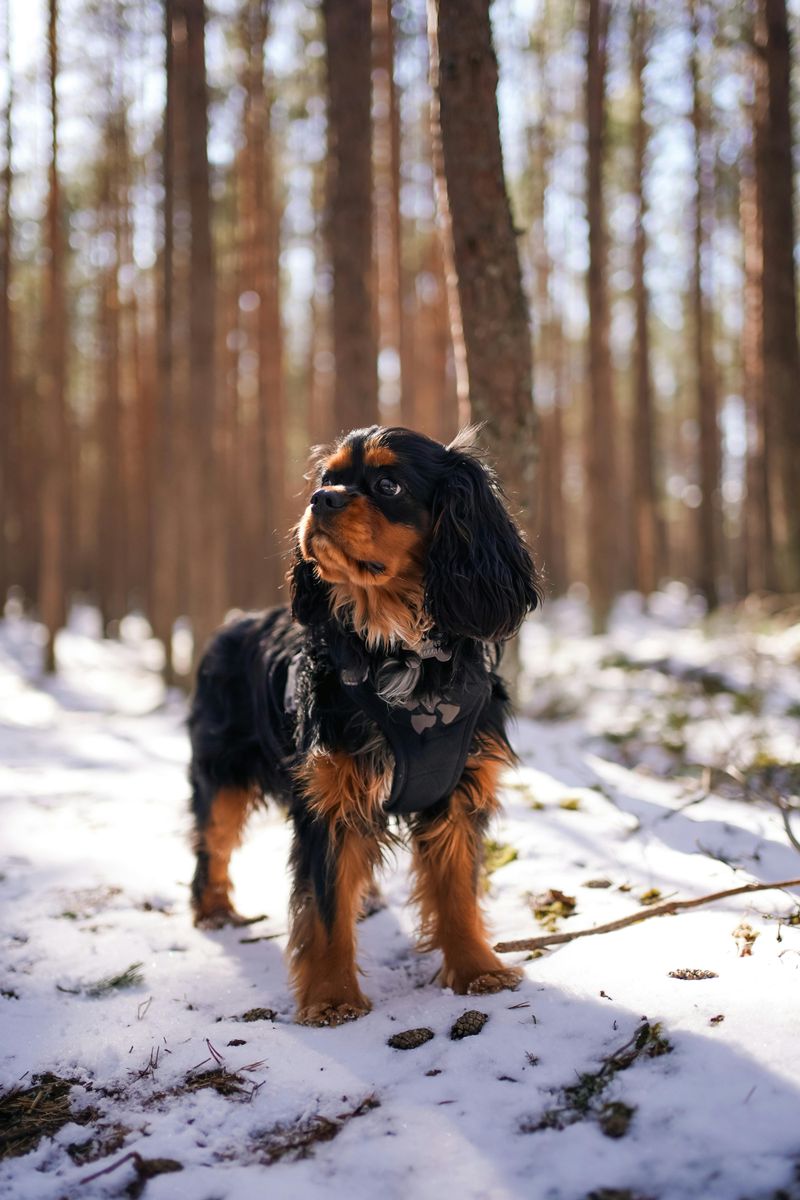 13 dogs that feel every emotion in the room - plus 3 that seem to ...