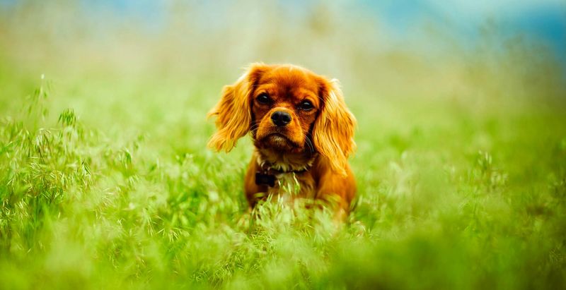17 Gentle Dog Breeds That Are Patient, Soft-Natured, and Easy to Live With