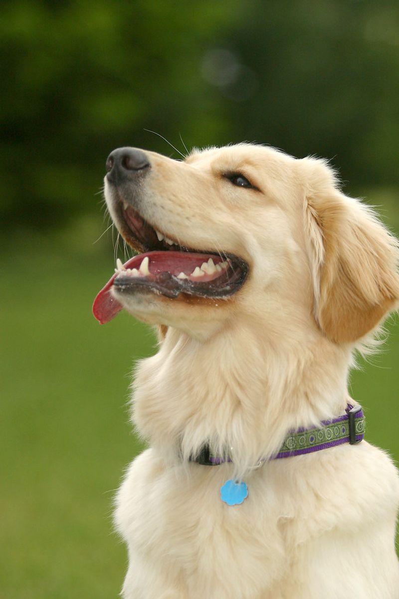 12 cheerful dog breeds that spread happiness - plus 3 that prefer a ...