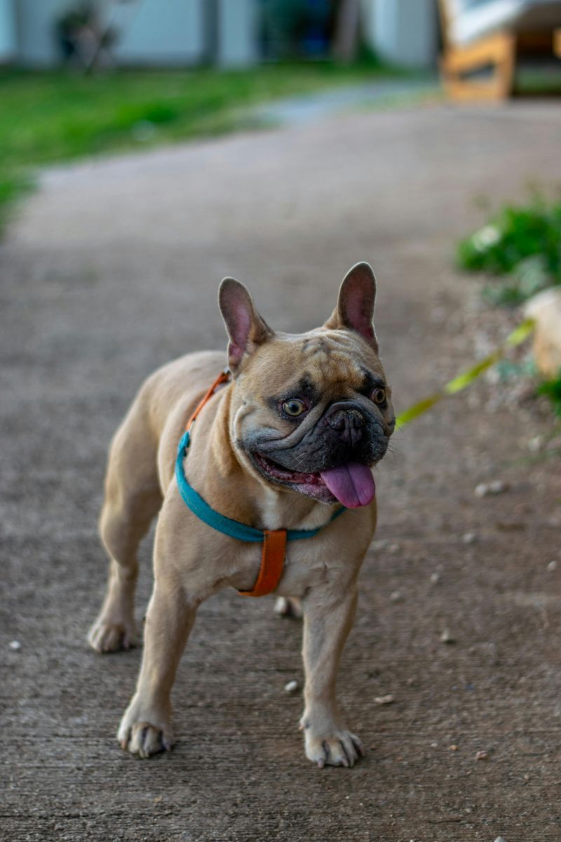 These 12 dogs turn every nap into a ridiculous performance