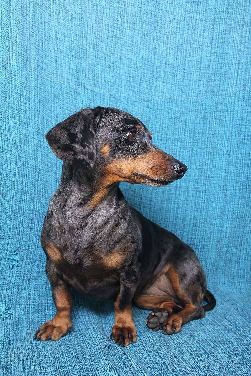 Canine Dementia Is Finally Getting Clearer Diagnostics - 10 Breeds ...