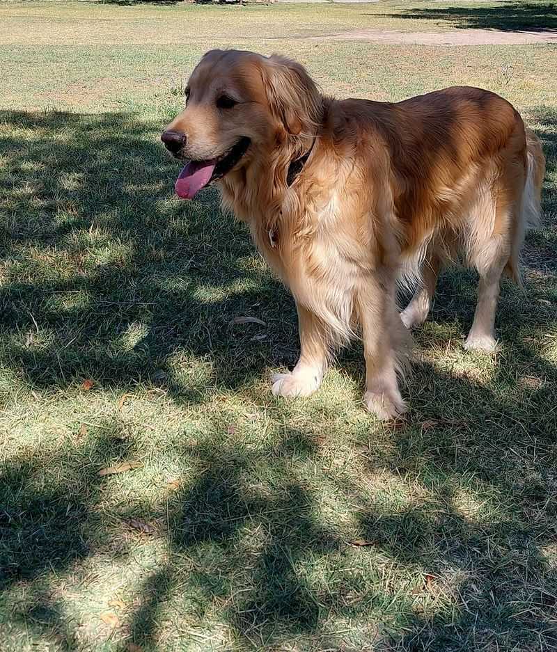 12 dogs that often build surprisingly strong relationships with other ...
