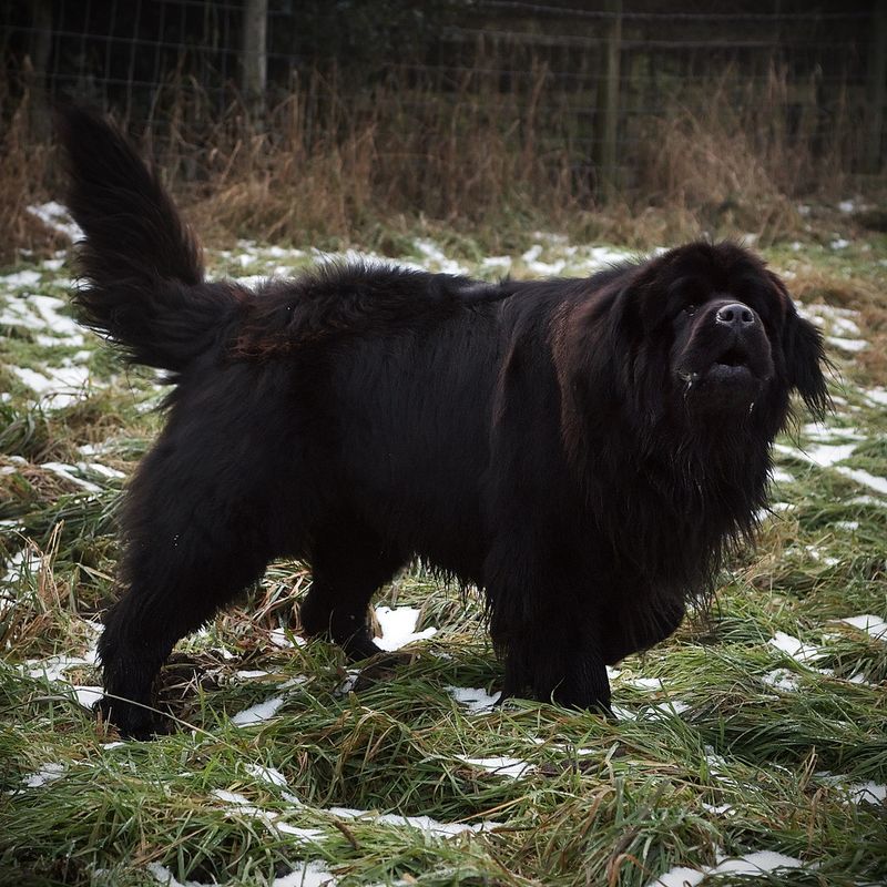Fluffy Giants Are Getting Huge Online - 16 Large Breeds Everyone ...