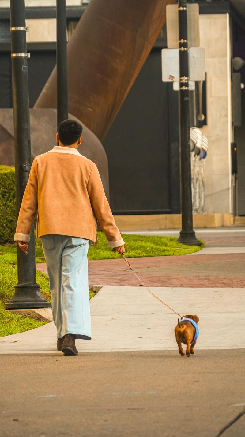 10 Signs Your Dog Is Under-Exercised - That Don’t Look Like Hyperactivity