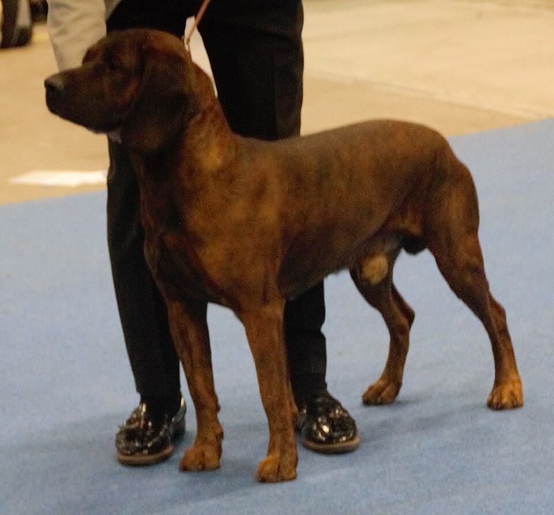 “Minimal Cue Dogs” Are Gaining Interest – 11 Breeds That Don’t Need ...