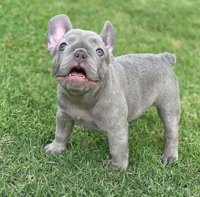 10 Best Dog Breeds for Seniors Who Want a Calm, Easy Companion