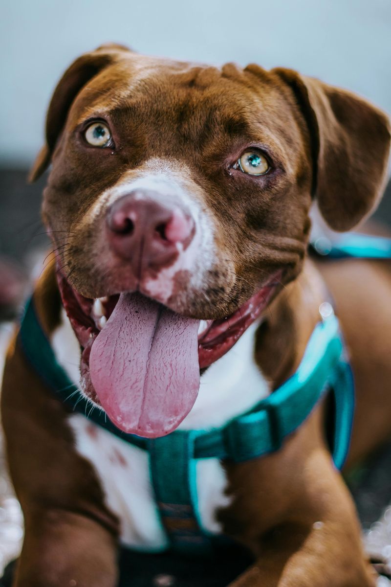 Breed Myths Won’t Die - 12 Dogs People Still Stereotype (And What’s ...