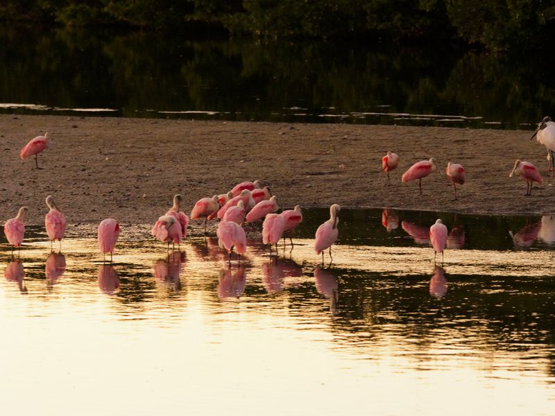 Millions of Birds Pass Through Florida Every Year—Here’s Where to See Them
