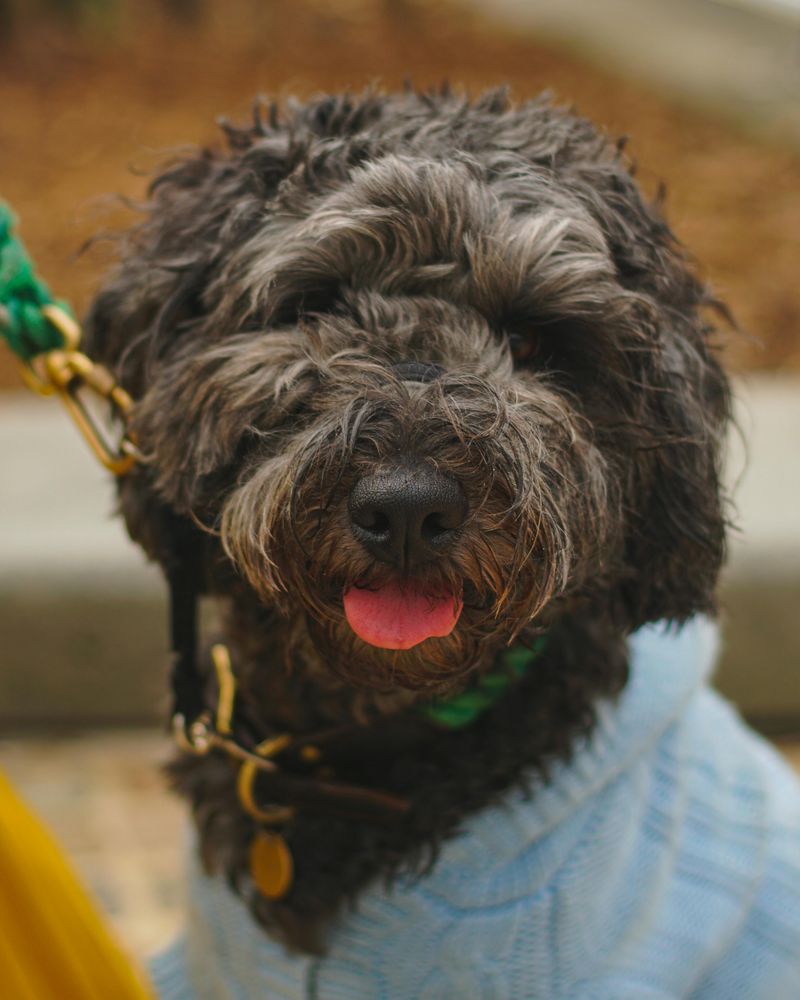 These 14 Dog Breeds Are Built for Real-World Life - See Which Matches You