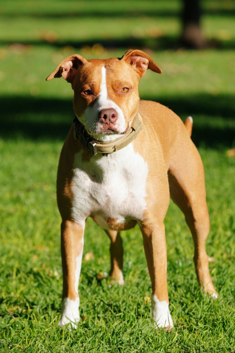 These 11 dog breeds appear in bite-related legal actions more than any ...