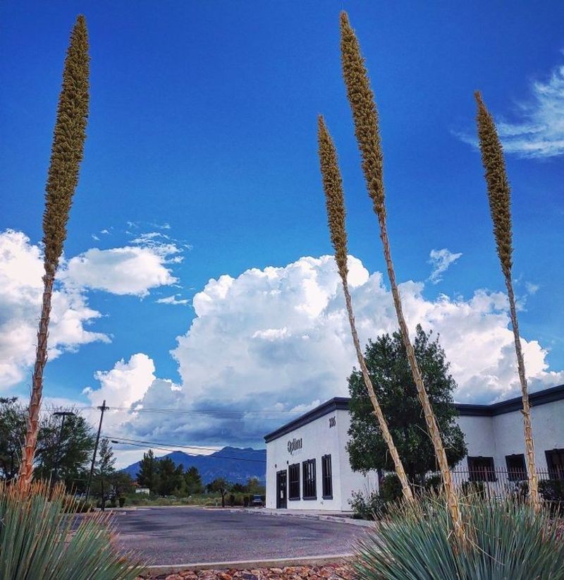 14 Arizona Small Towns Where Retirees Are Finding a Slower, Cheaper Life
