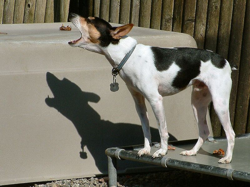 14 Best Watchdog Breeds for People Who Want a Dog That Alerts Fast