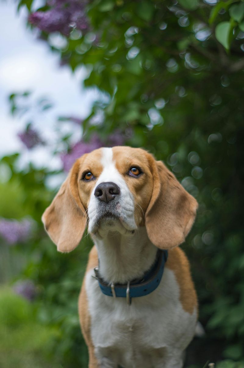 Ear Infection Magnet? 11 Breeds With Ears That Need Extra Care