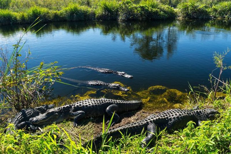 8 Florida Parks for When You Need to Disappear Into Nature