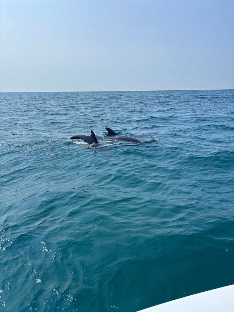Florida Dolphin Hotspots: The Best Places to See Them Up Close